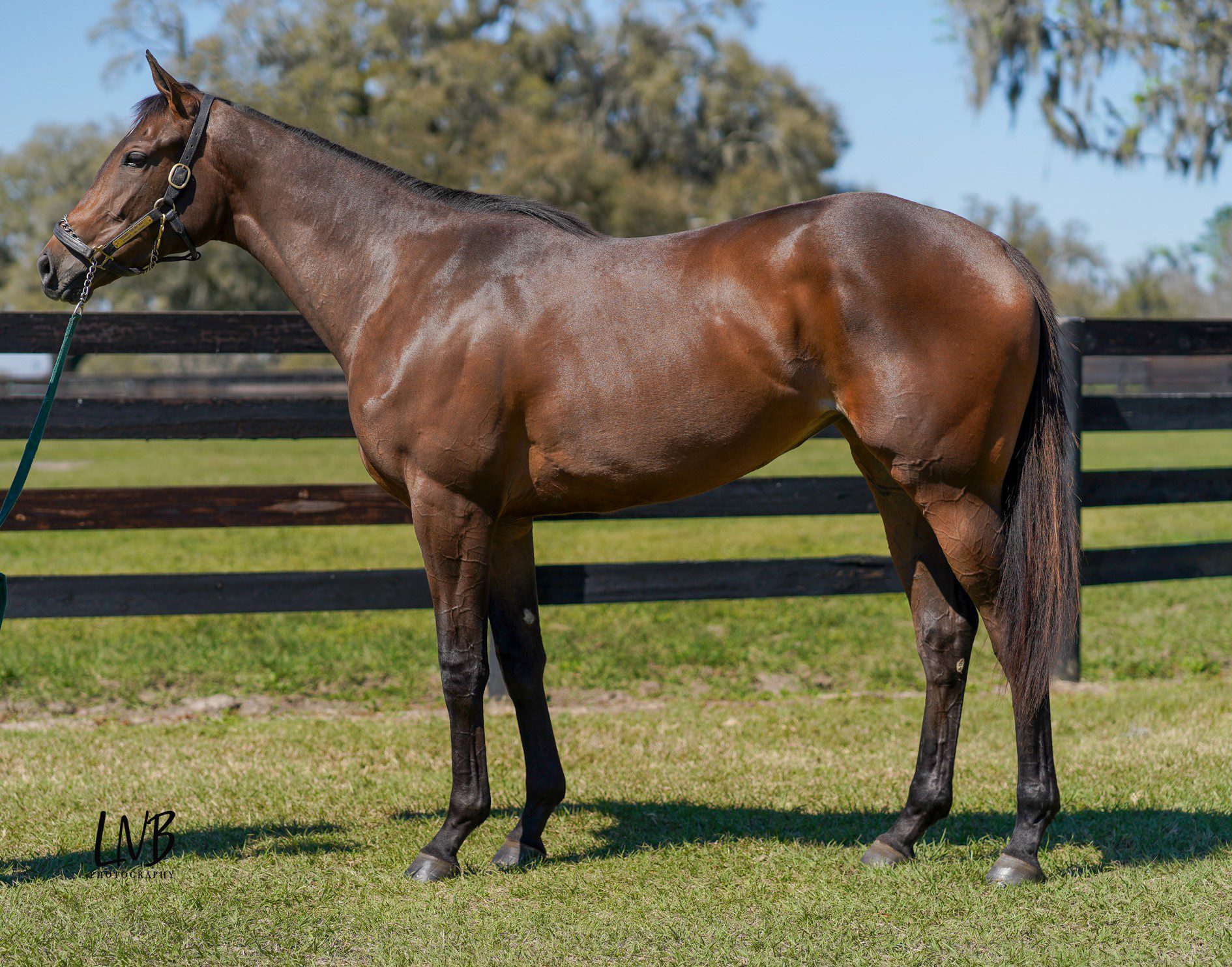 Horses For Sale - Niall Brennan Stables